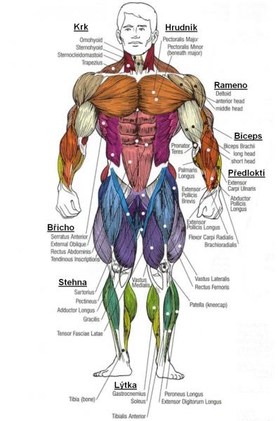 Anatomie těla :: Kvalitněji