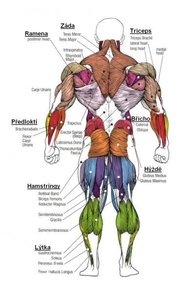 Anatomie těla :: Kvalitněji